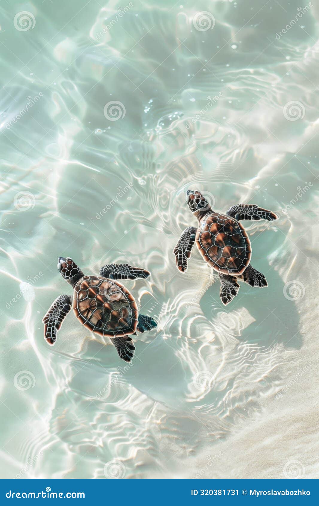 Two Baby Turtles in the Crystal Clear Water of the Ocean. Stock ...