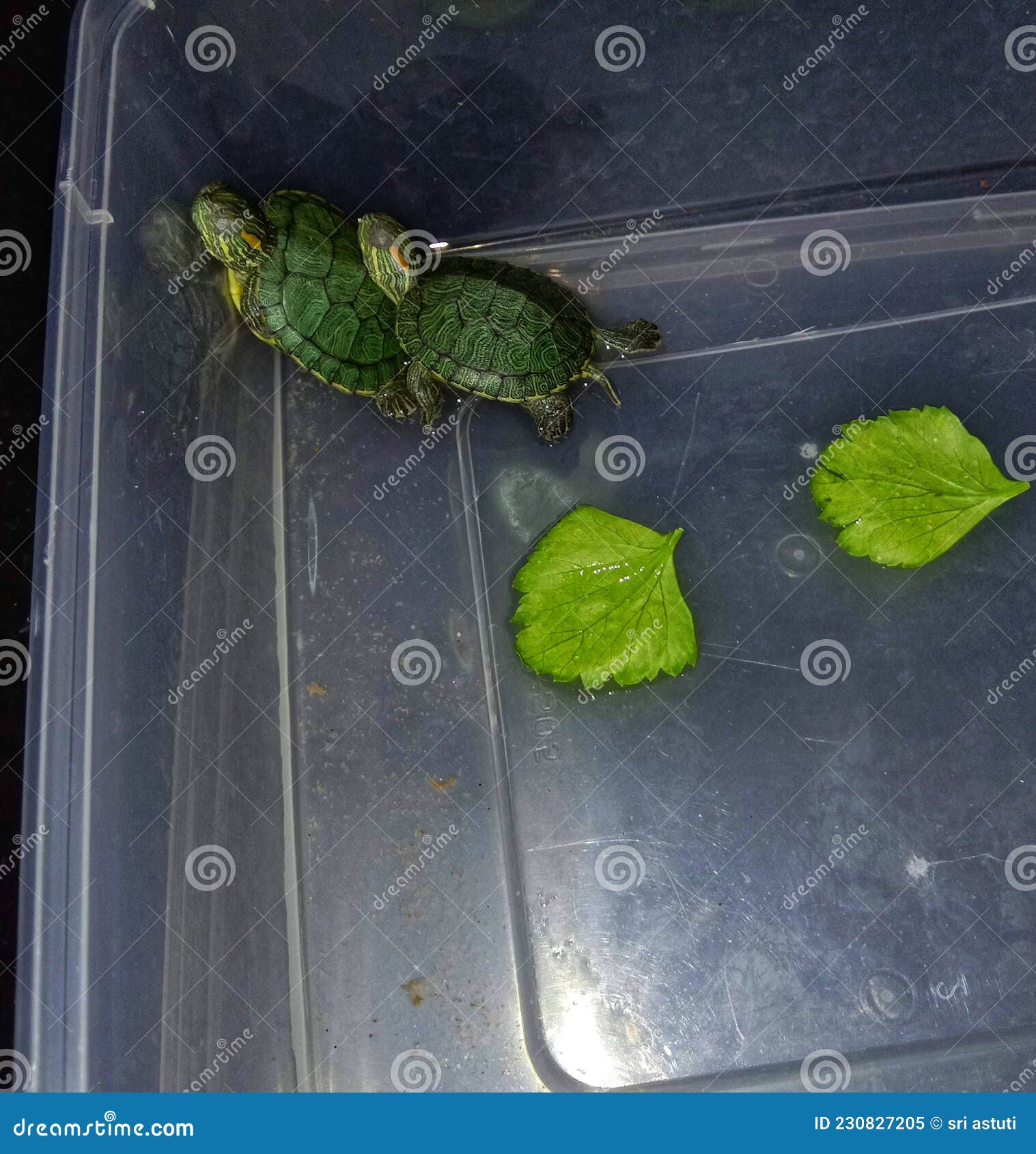 Two Baby Turtles are My New Pets Stock Image - Image of branch, yellow ...