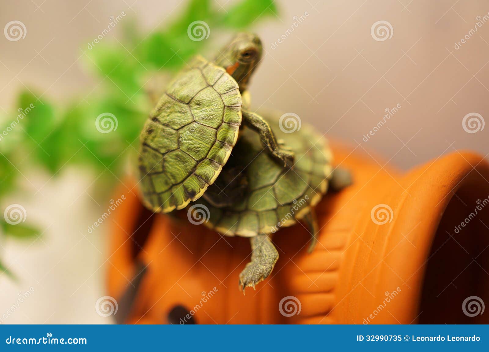 Two Baby Sea Turtles Stock Photography | CartoonDealer.com #40966574