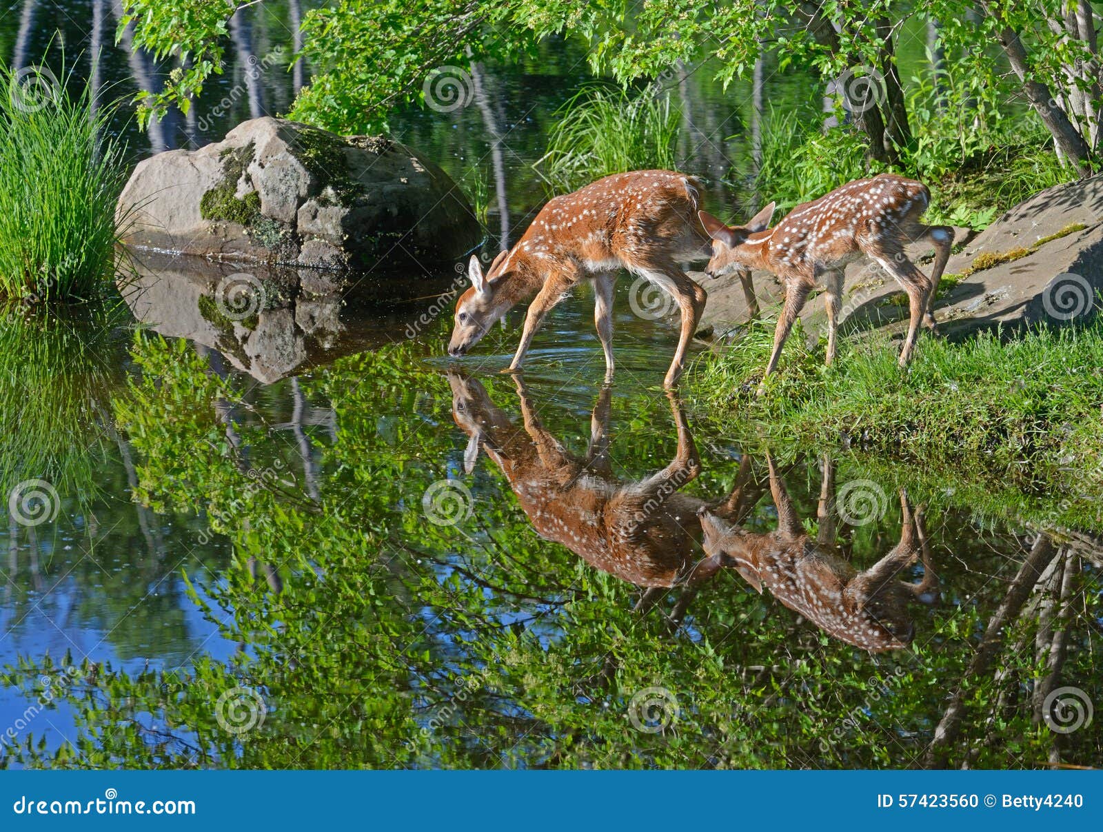 Two Baby White-tailed Deer Water Reflections. Stock Photo - Image of ...