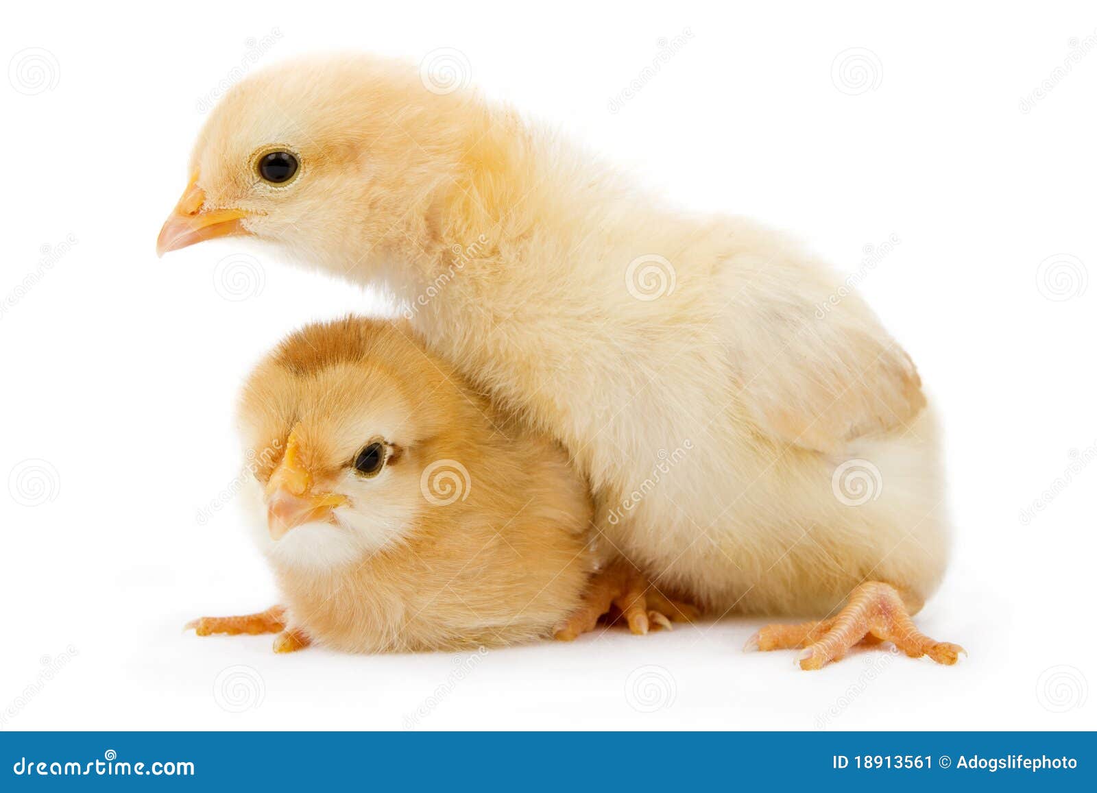 Two Baby Yellow Chickens Isolated on White Stock Image - Image of fuzzy ...