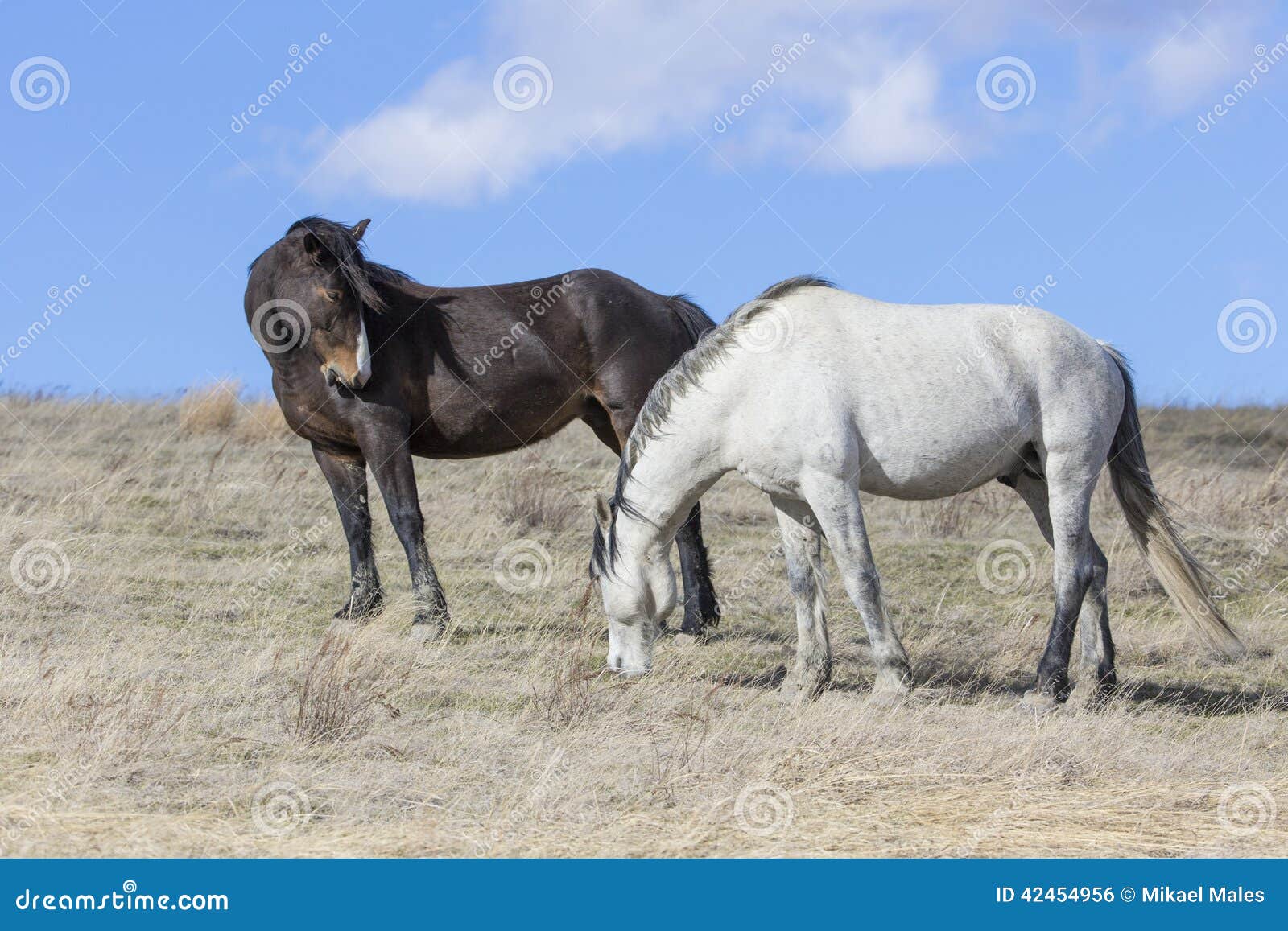 Two Bachelor Stallions on the Plains Stock Photo - Image of feral ...