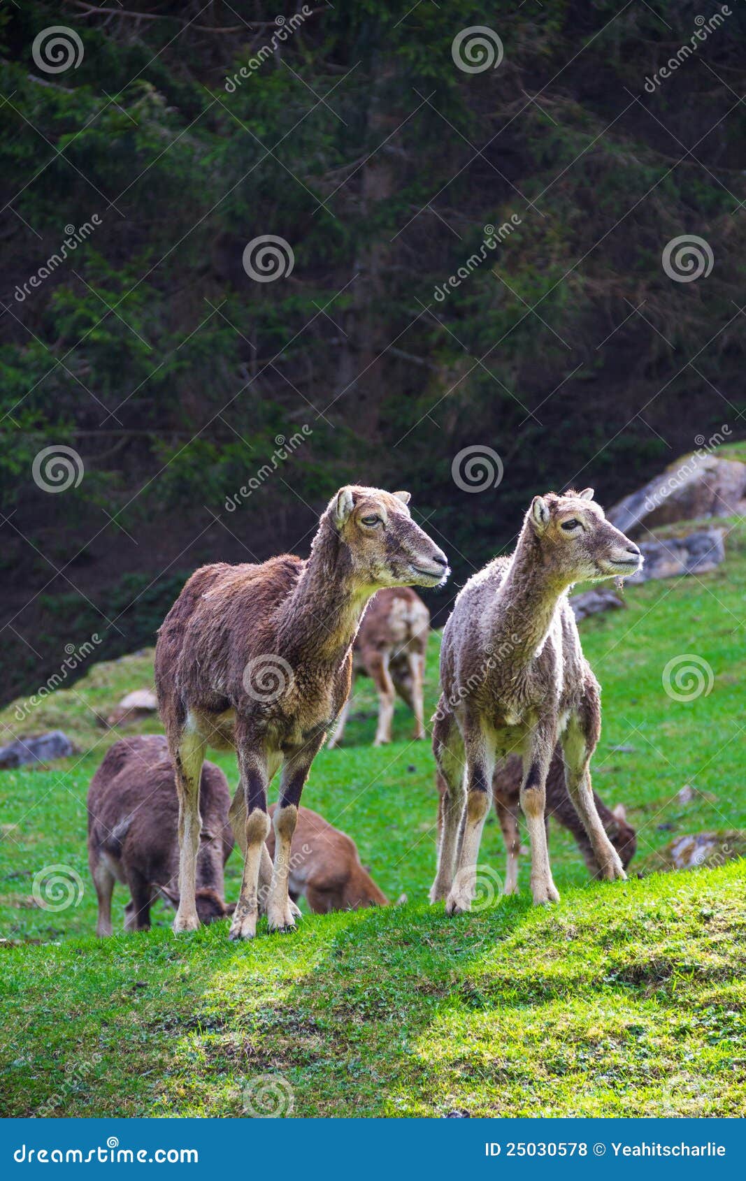 Two Back-lighted Goats Looking To the Right Stock Photo - Image of ...