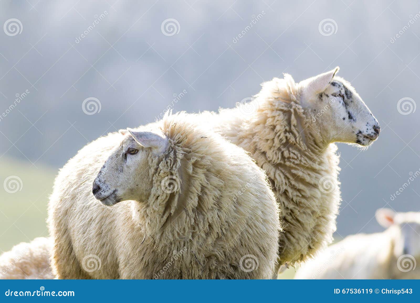 Back Lit Sheep Lying Down Facing Camera Stock Photography ...