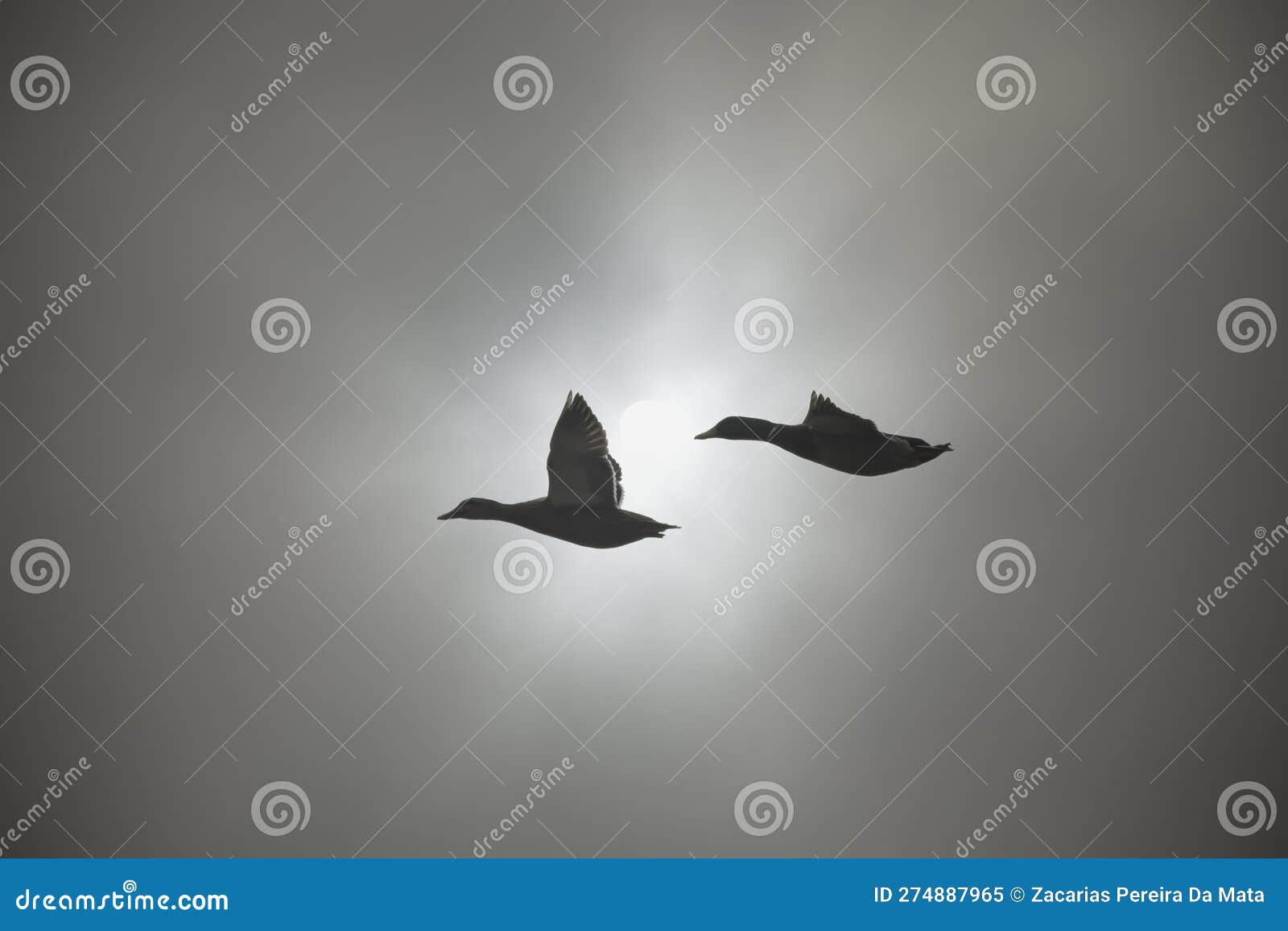 Two Backlit Ducks in Flight Stock Image - Image of outdoors, bird ...