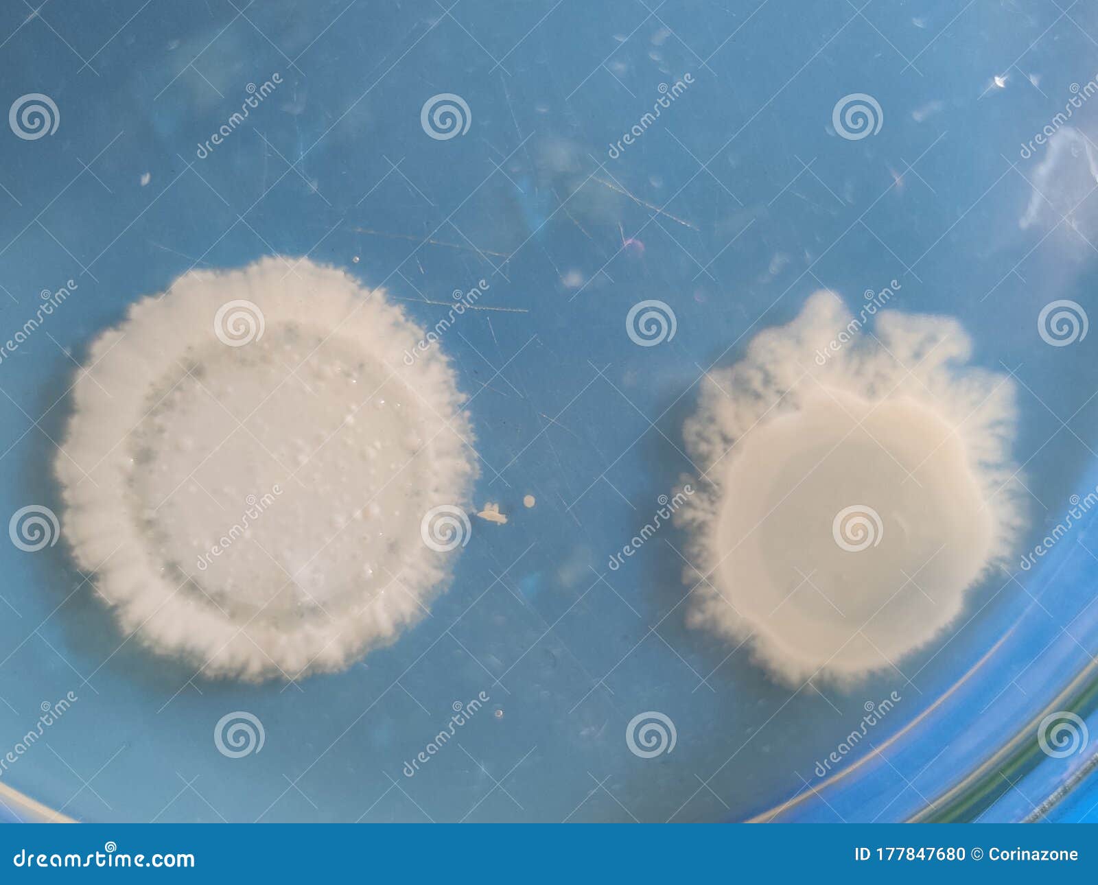 Bacillus Genus Bacteria Colonies Stock Photo - Image of microorganism ...