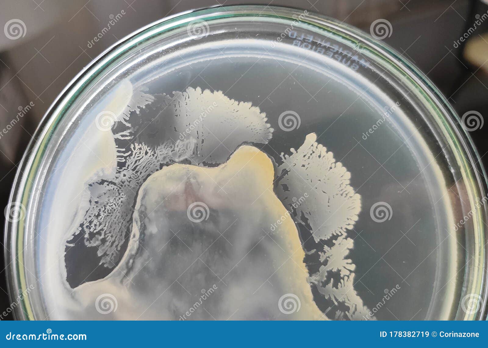 Bacillus Genus Bacteria Colonies Stock Image - Image of microorganisms ...