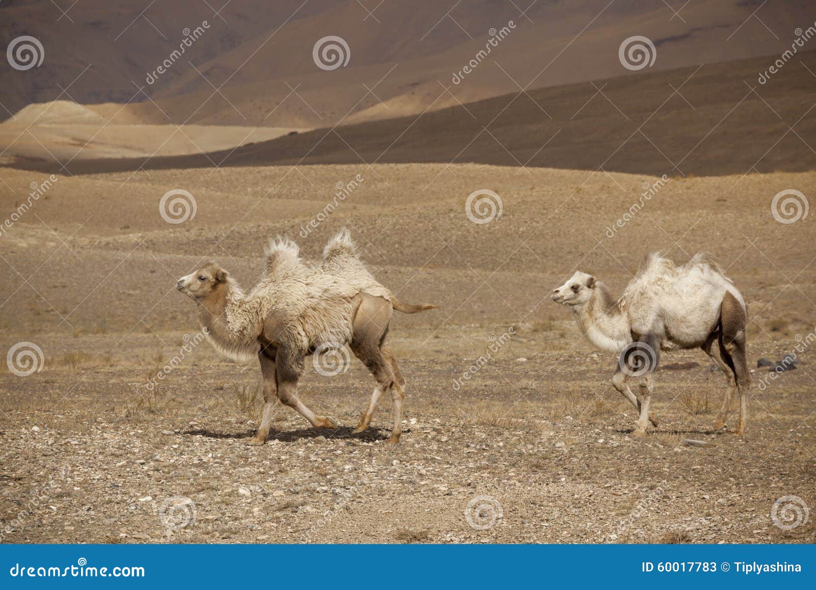 Two Bactrian camels stock image. Image of great, camelus - 60017783