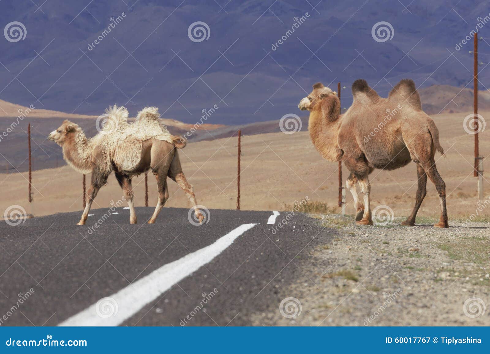 Two Bactrian Camels Crossing the Road Stock Image - Image of length ...