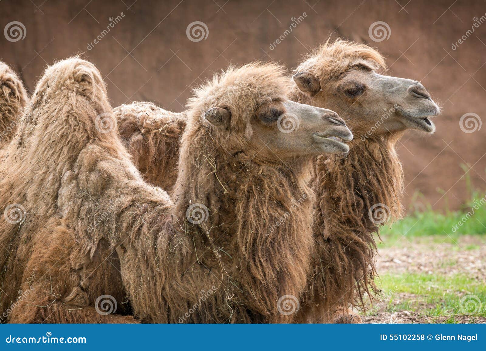 Two Bactrian Camels stock photo. Image of wildlife, camels - 55102258