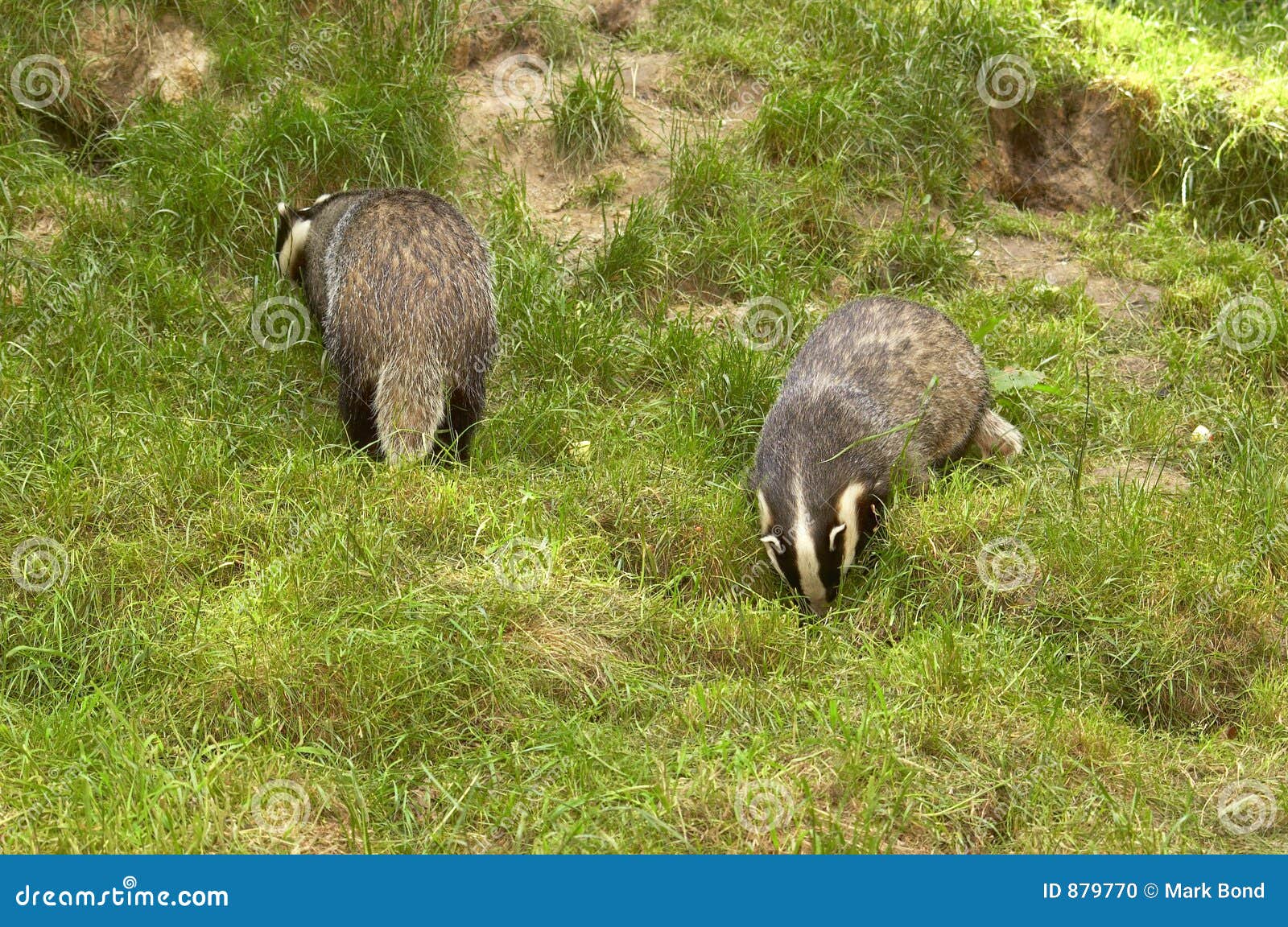 Two badgers stock photo. Image of feed, grass, mammal, badger - 879770