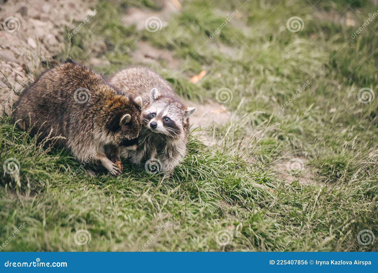 Two Badgers lying in grass stock photo. Image of cute - 225407856