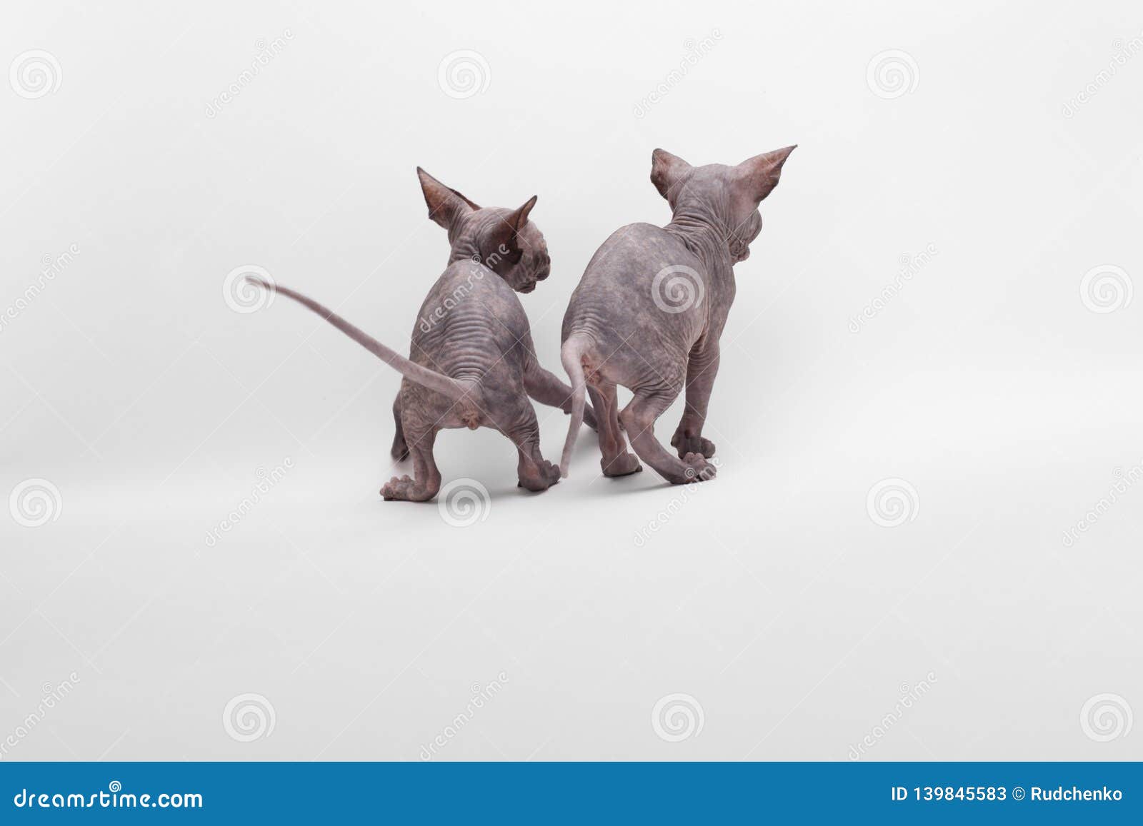 Bald Cat Sphinx Sphynx. Back View Stock Image - Image of pretty, grey ...