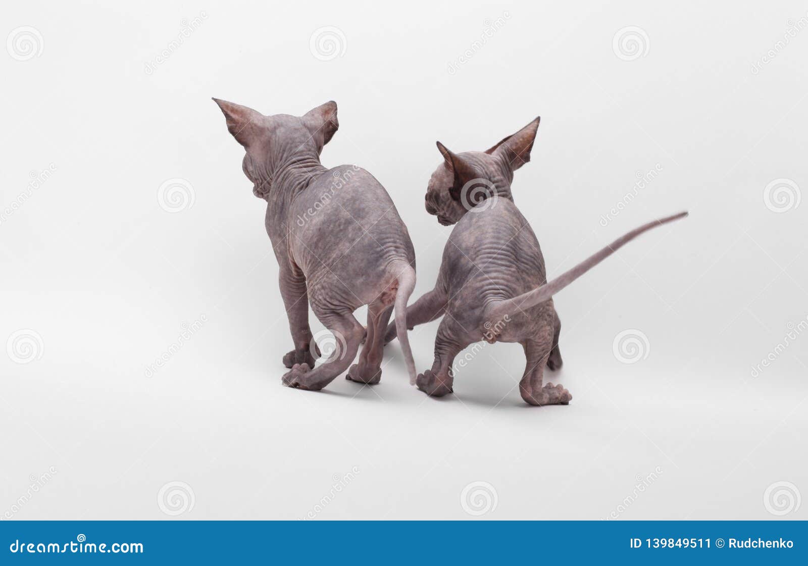 Bald Cat Sphinx Sphynx. Back View Stock Image - Image of mammal, spot ...