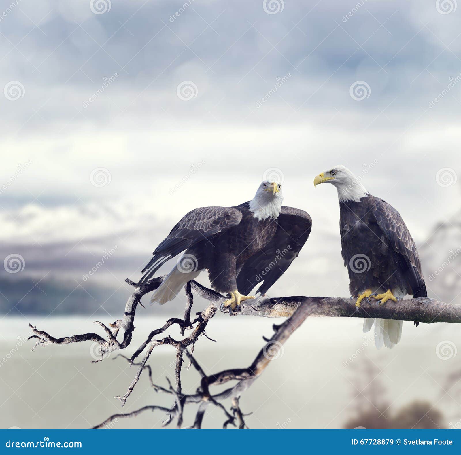 Two Bald Eagles stock image. Image of tree, american - 67728879