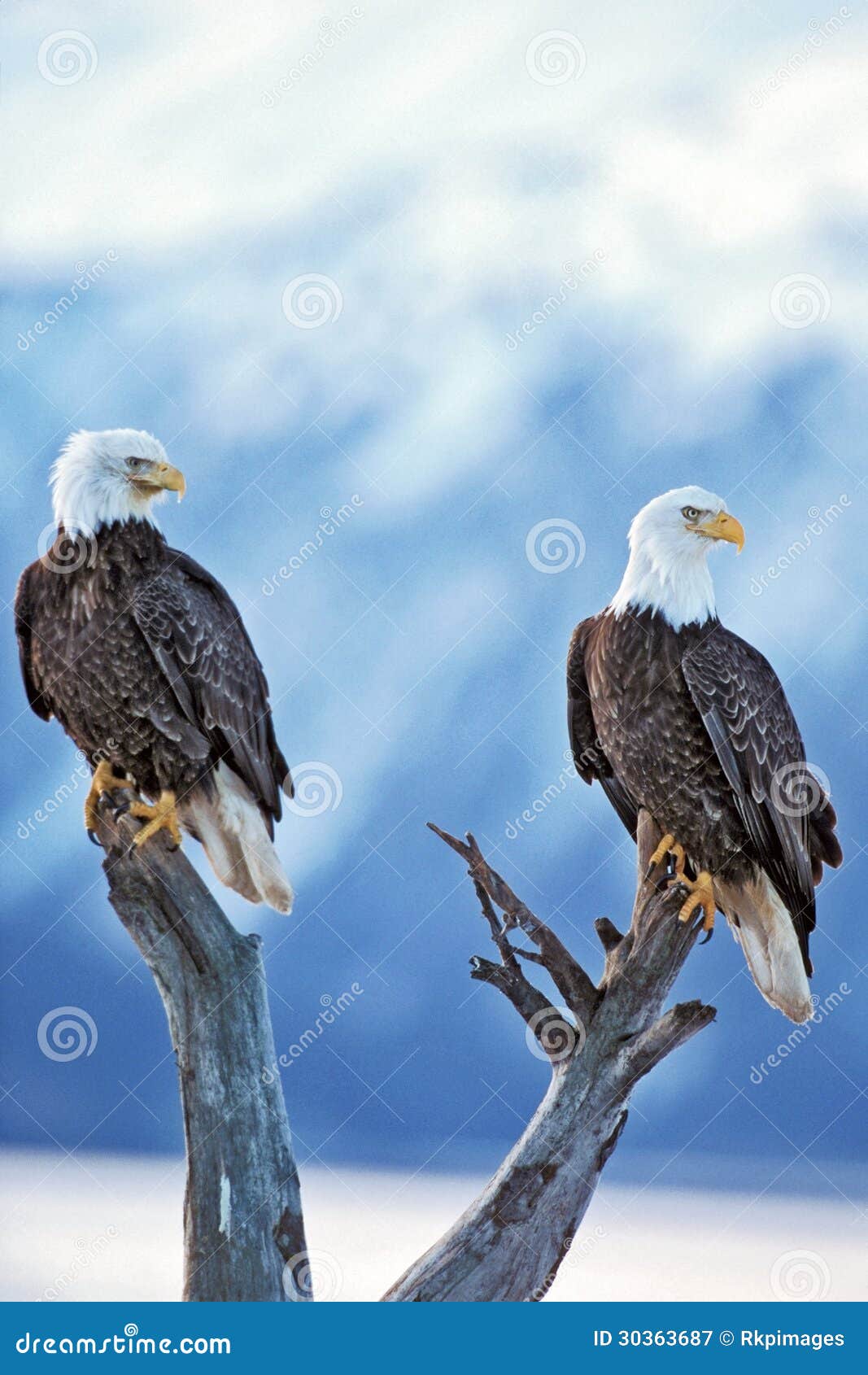 Two Bald Eagles stock image. Image of animal, animals - 30363687
