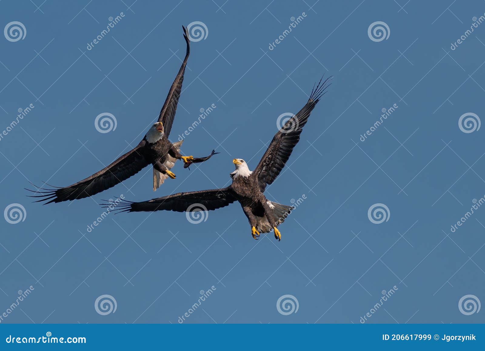 Two bald eagles fighting stock image. Image of eagles - 206617999