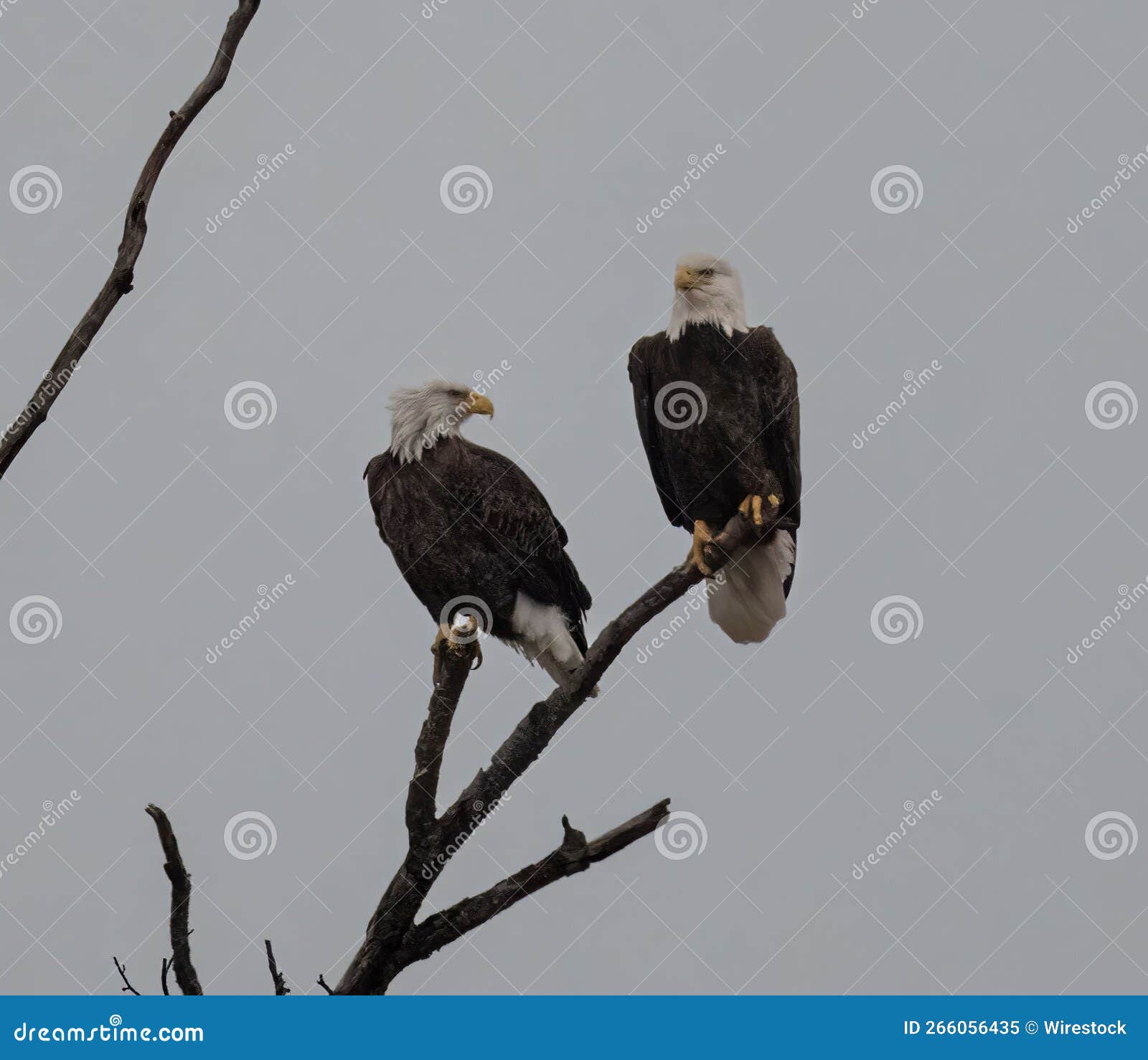 Two Bald Eagles Perched on the Tree Branch Stock Image - Image of bald, bird: 266056435