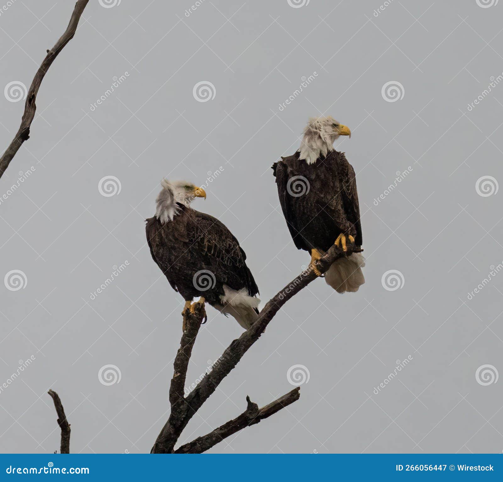 Two Bald Eagles Perched on the Tree Branch Stock Image - Image of head ...