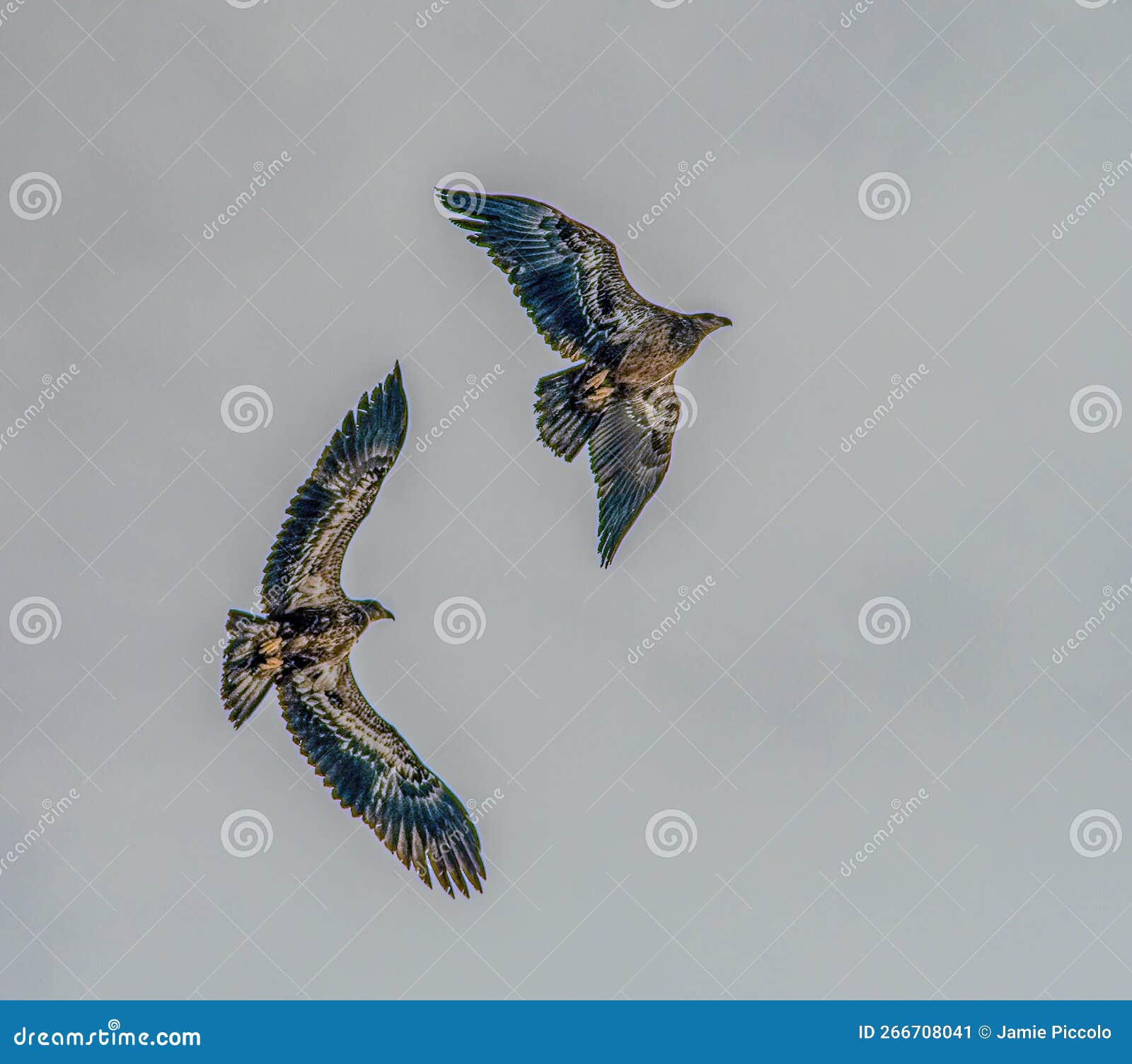 Two Bald Eagles Playing in Spring Stock Image - Image of playing ...