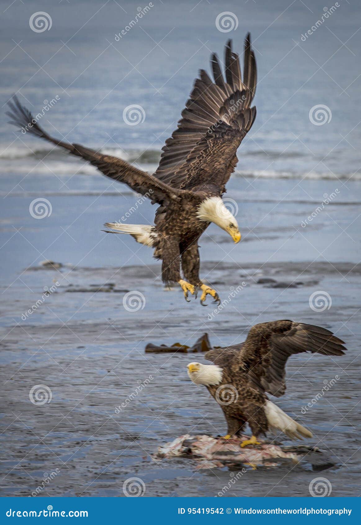 Two Bald Eagles Scavenging stock photo. Image of prey - 95419542