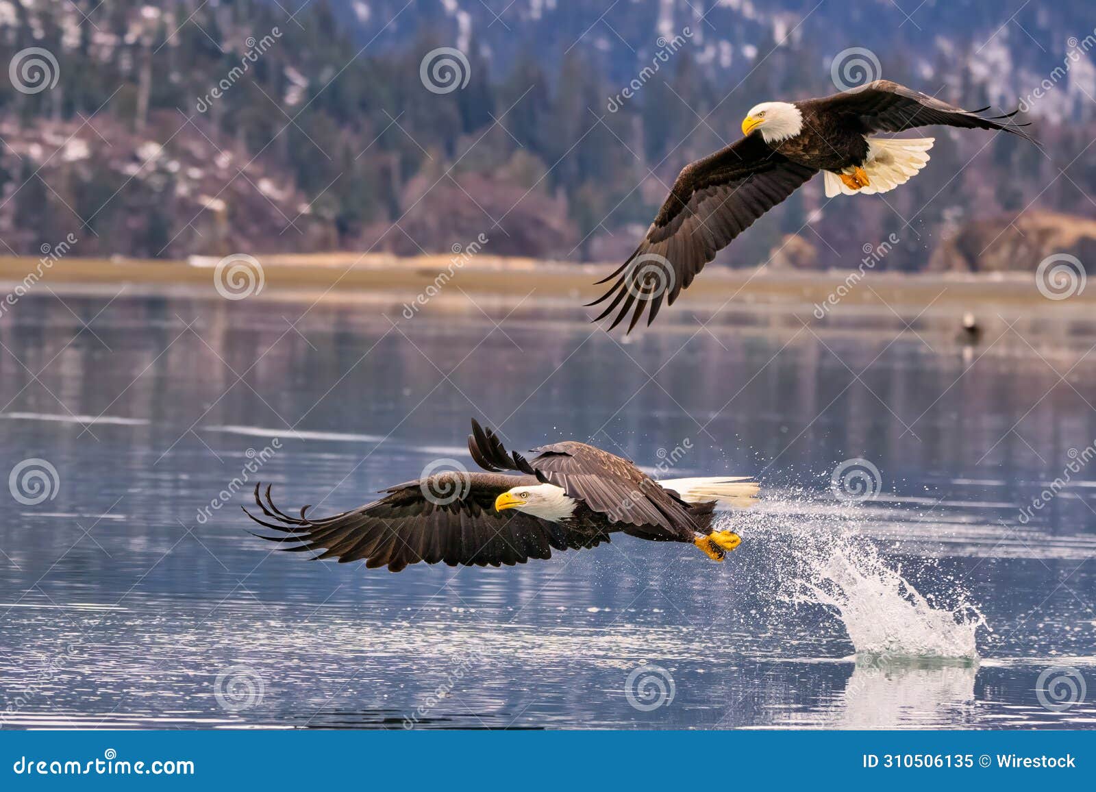 Two Bald Eagles Catching Fish in Front of the Ocean, Flying Stock Image ...