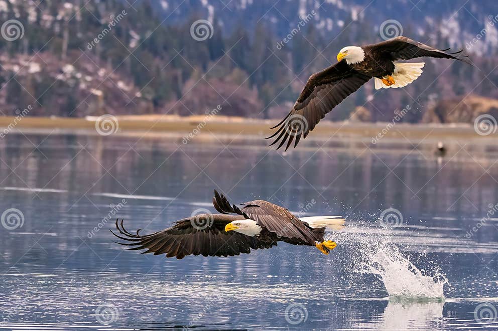Two Bald Eagles Catching Fish in Front of the Ocean, Flying Stock Image ...
