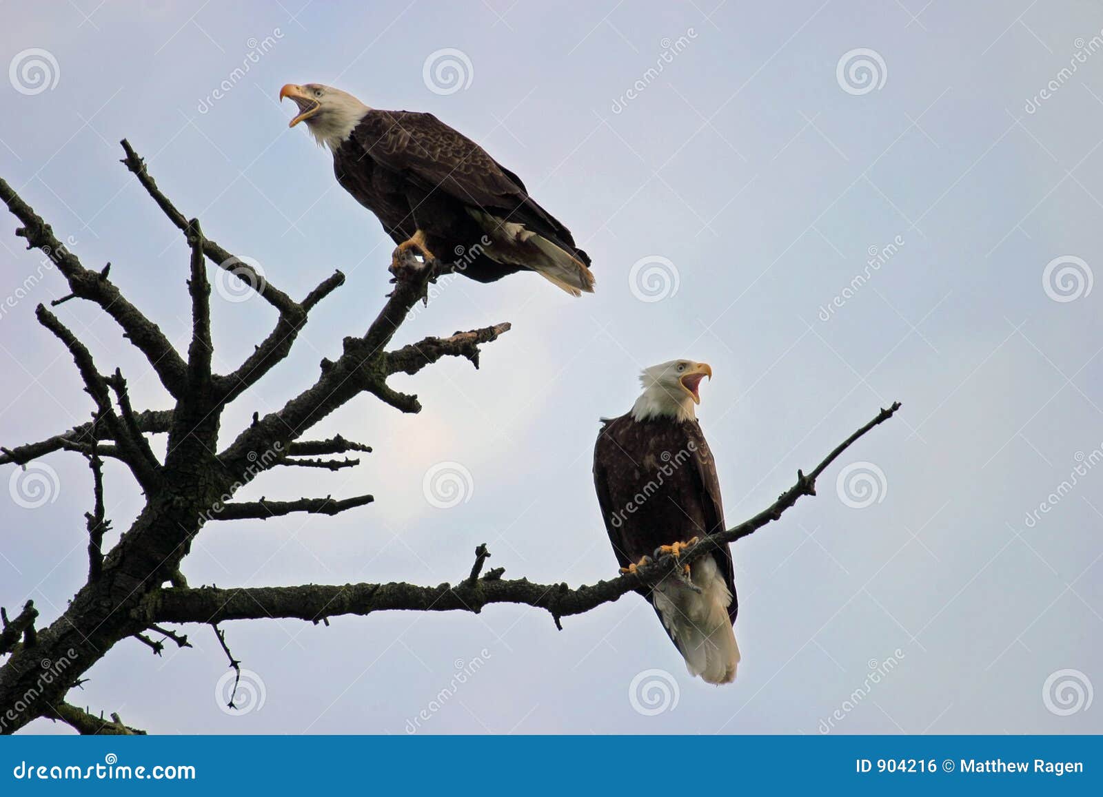 Two Bald Eagles on a Tree stock photo. Image of raptor - 904216
