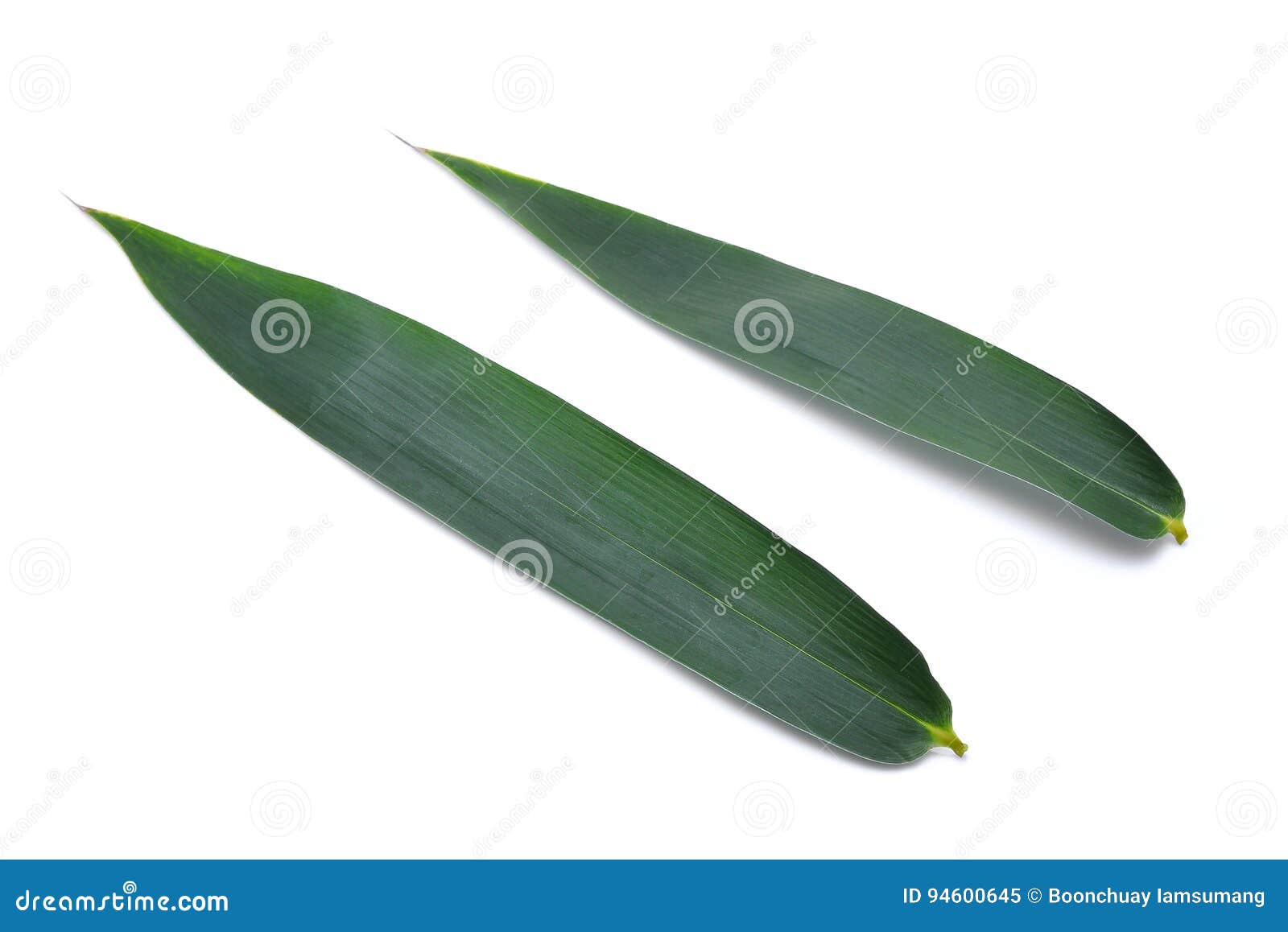 Two Bamboo Leaves Isolated on White Stock Image - Image of foliage ...