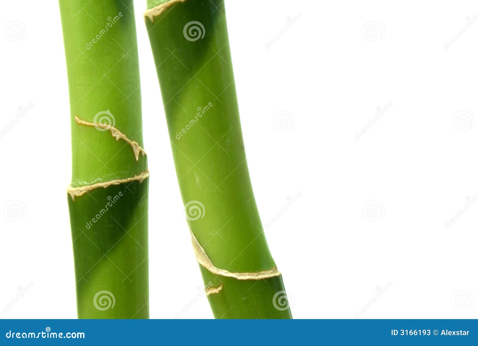 Two bamboo stems stock image. Image of clean, healthy - 3166193