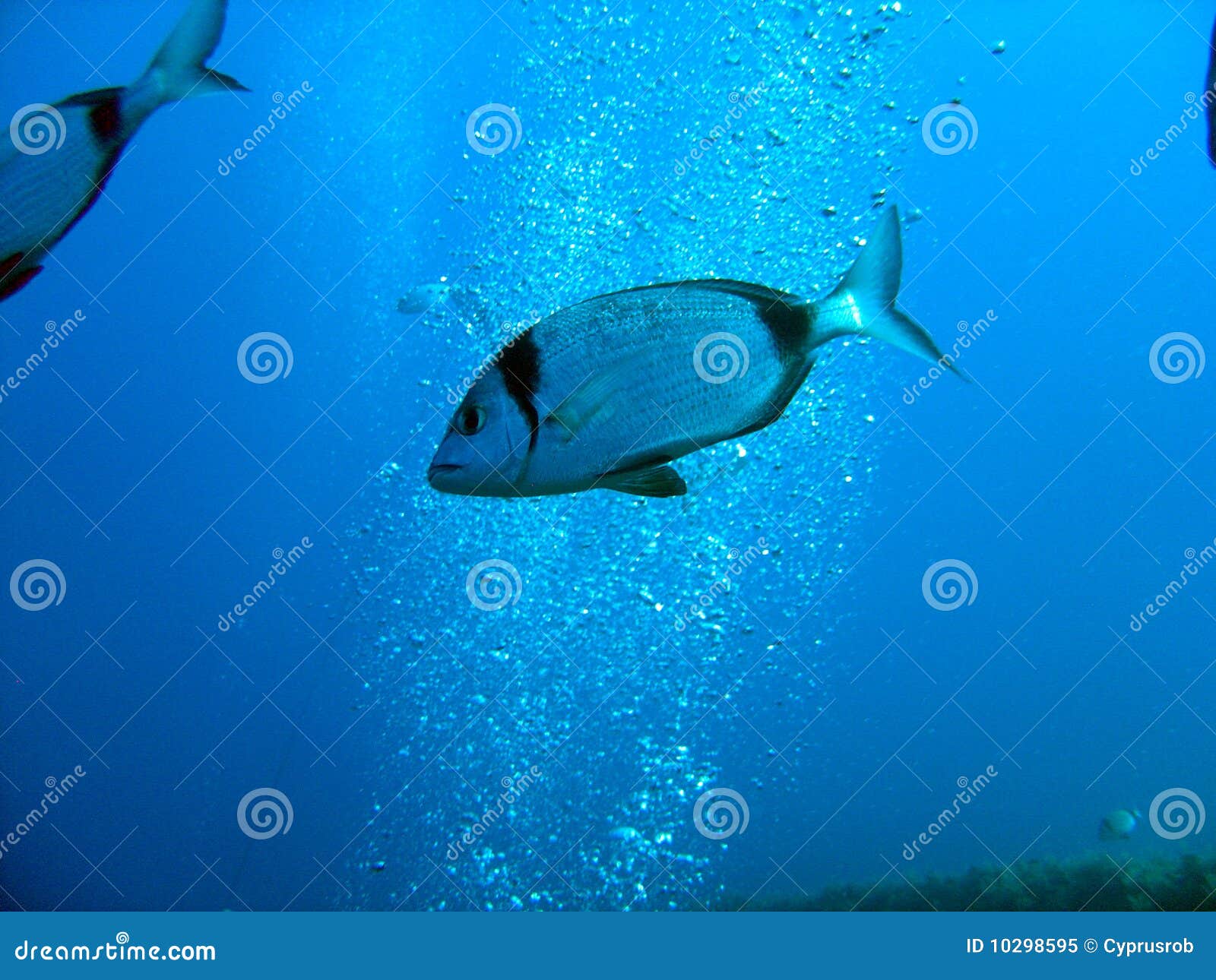 Two Banded Bream stock image. Image of colorful, mediterranean - 10298595