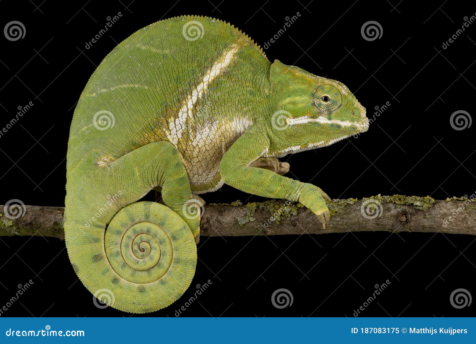 The Two-banded Chameleon Furcifer Balteatus Stock Image - Image of ...
