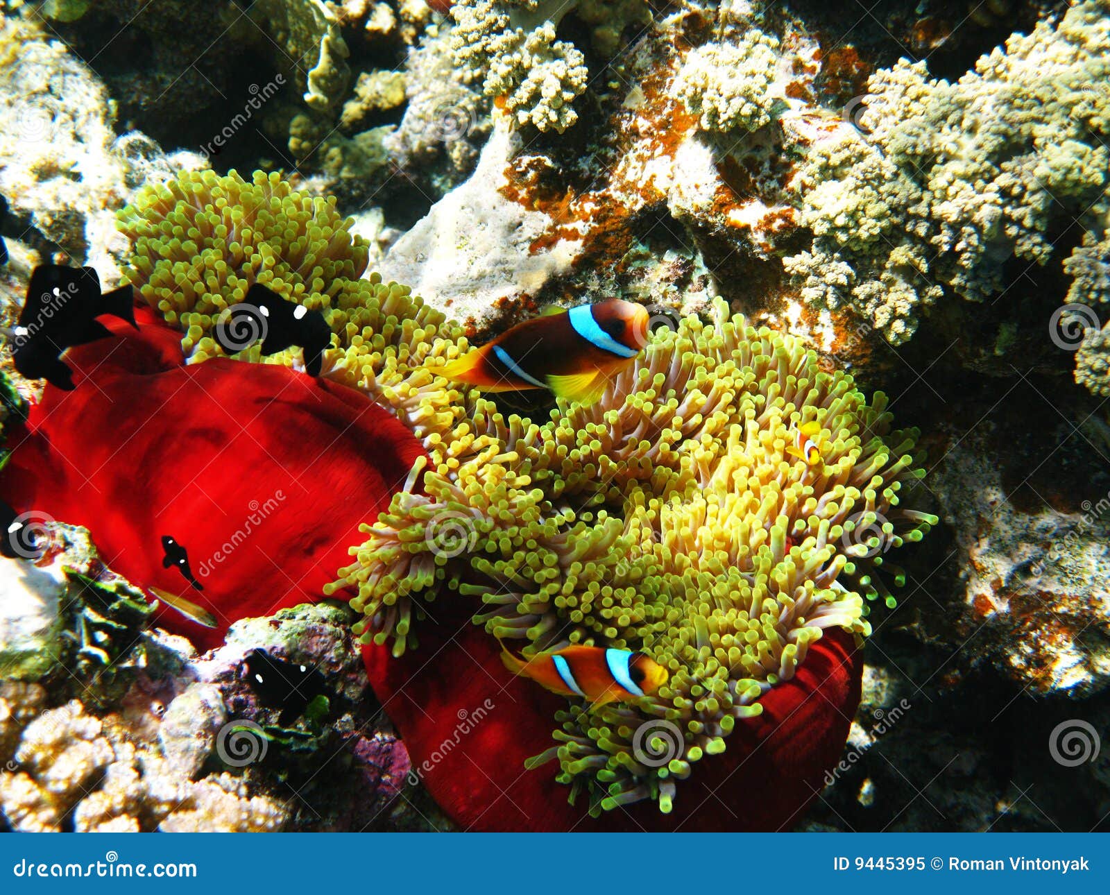 Two-banded Clownfishes and Sea Anemones Stock Image - Image of scuba ...