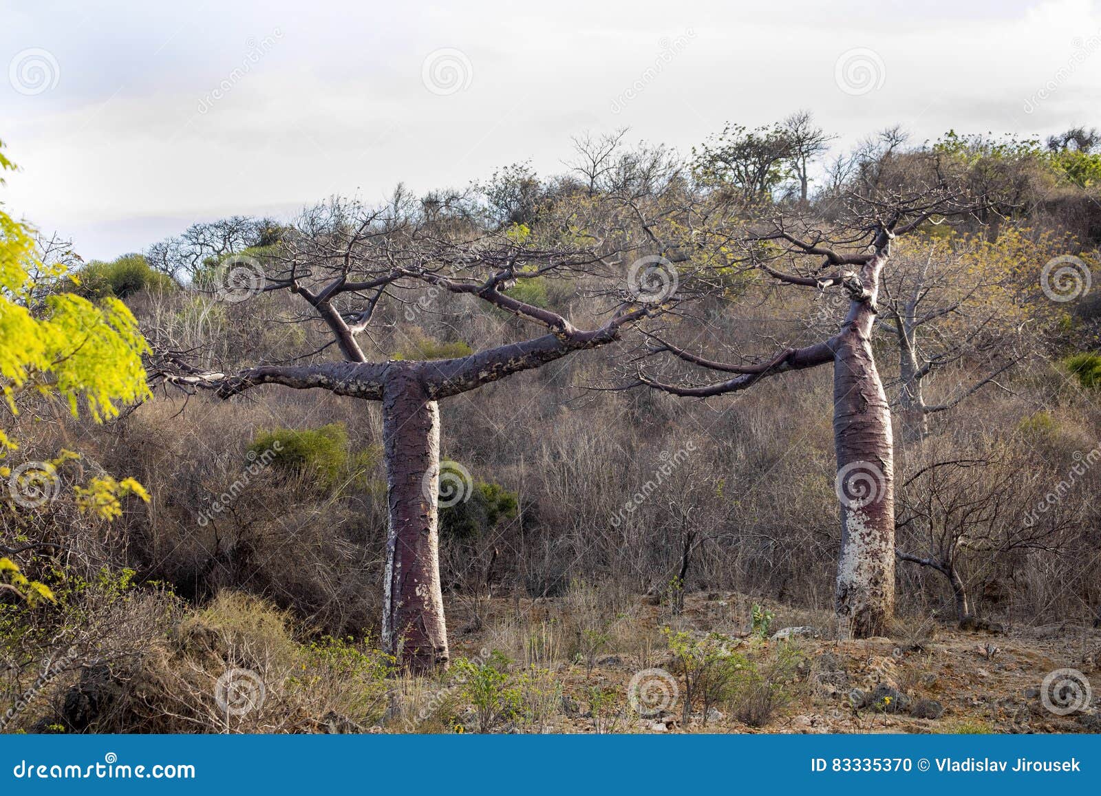Two Baobab Trees in Northern Madagascar Stock Photo - Image of northern ...