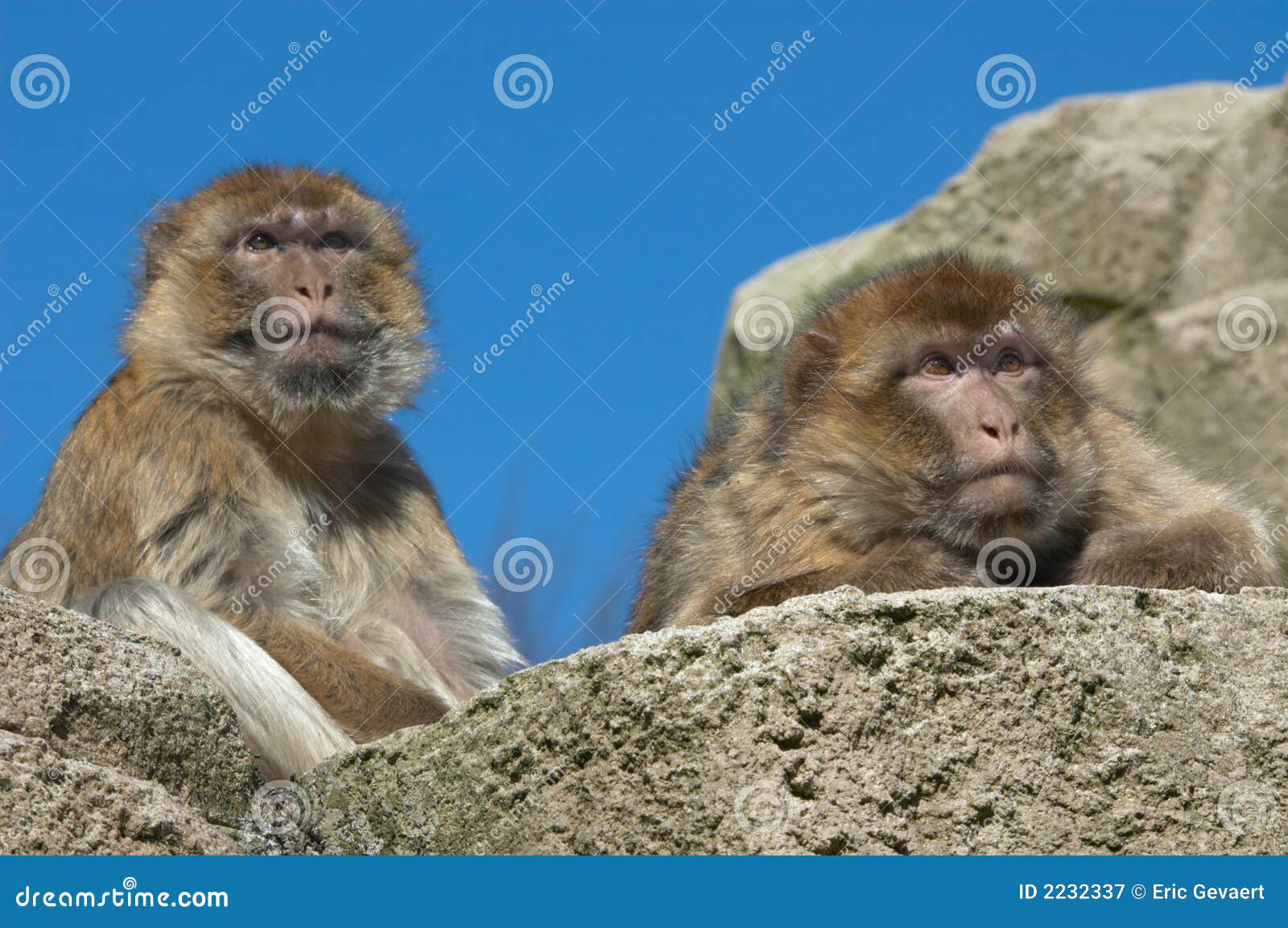 Two barbary apes stock image. Image of animal, morocco - 2232337