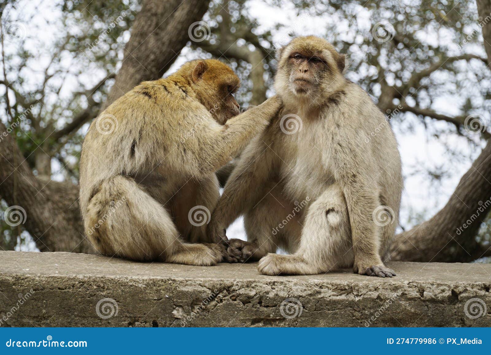 Two Barbary Macaques - One Monkey Pets the Second One Stock Photo ...