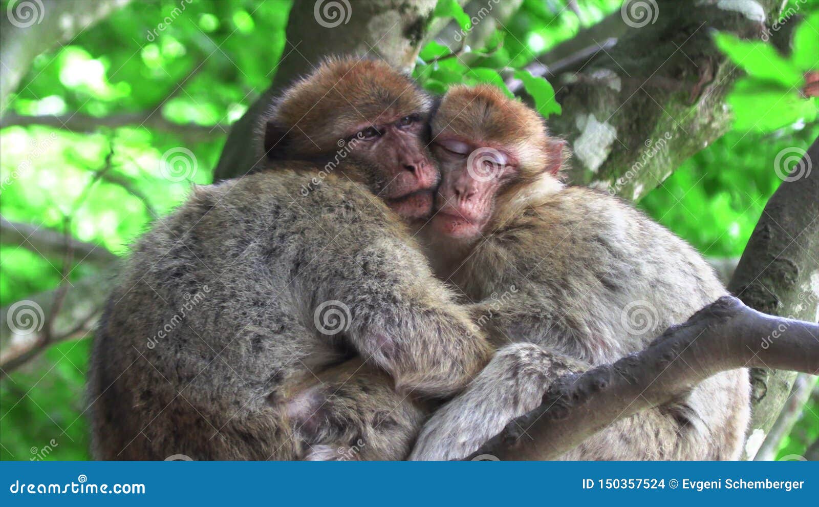 Two Monkeys In Love