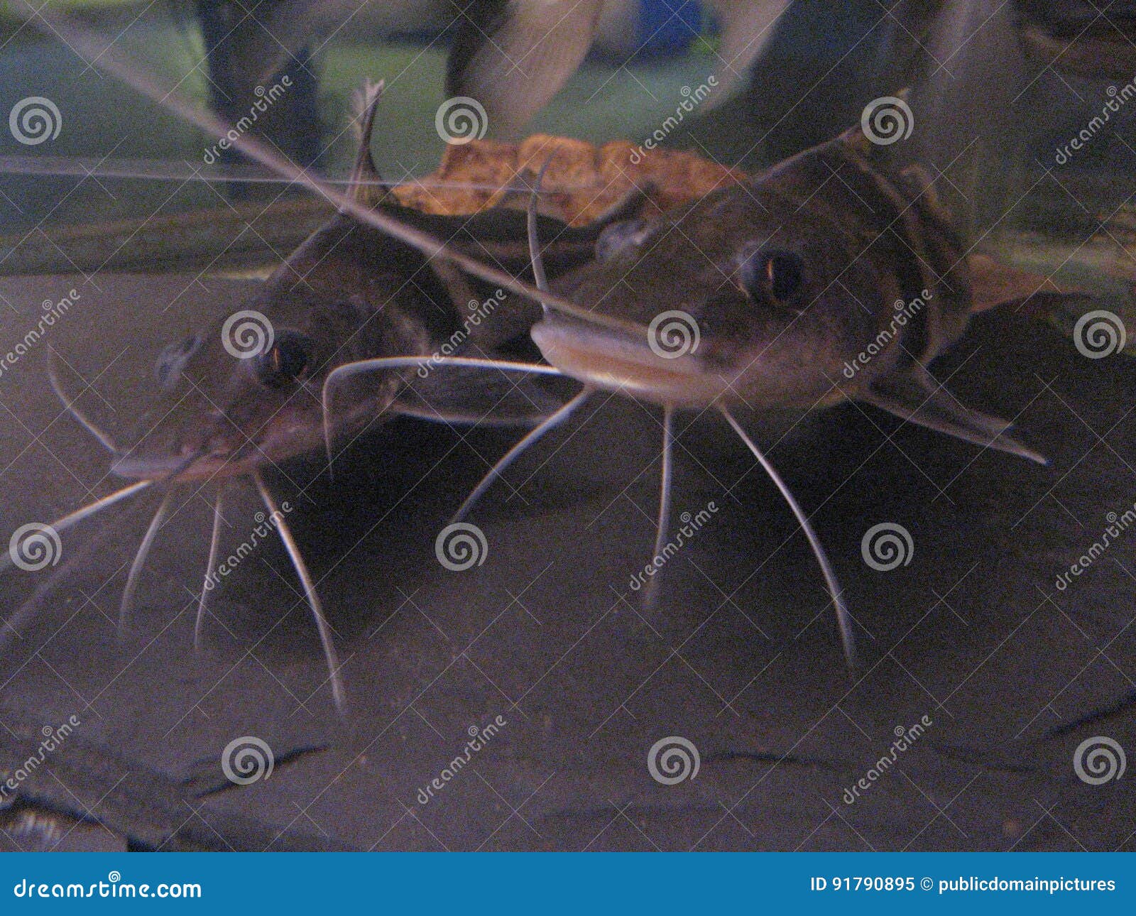 Two Barbles Picture. Image: 91790895