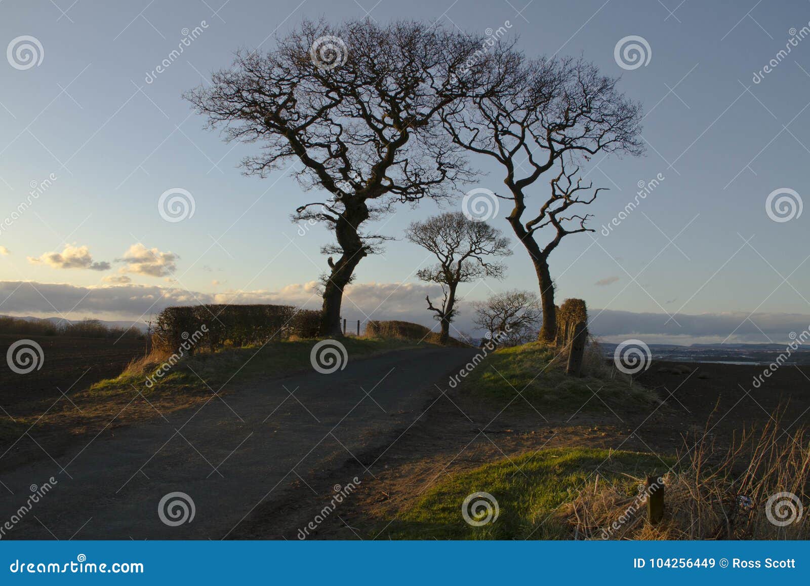 Two Bare Trees Frame a Third Tree Stock Image - Image of tree, bare ...