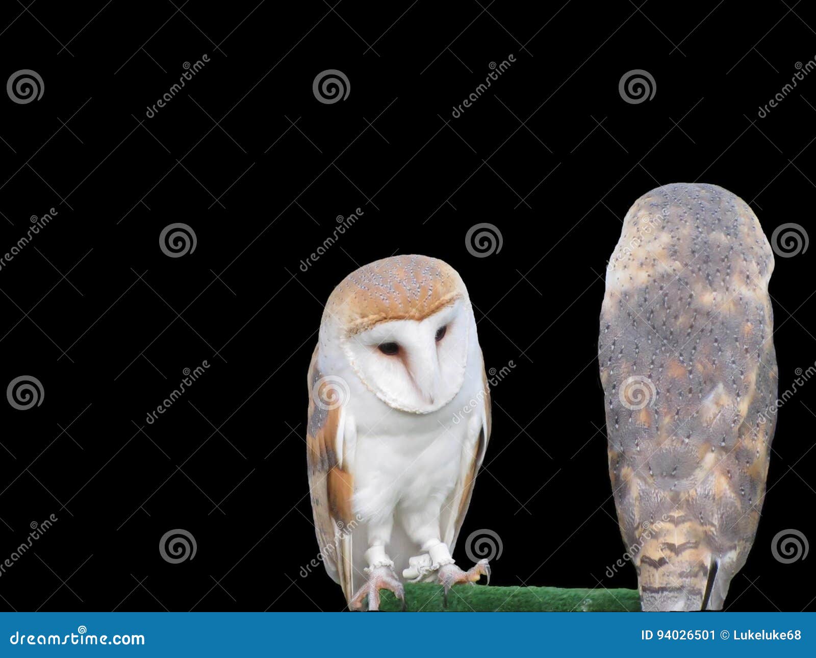 Two Barn Owls Isolated on Dark Background. Front View of the First One ...