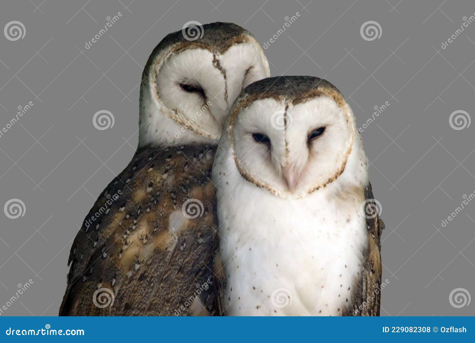 Two Barn Owls are Resting Together Stock Photo - Image of wildlife ...