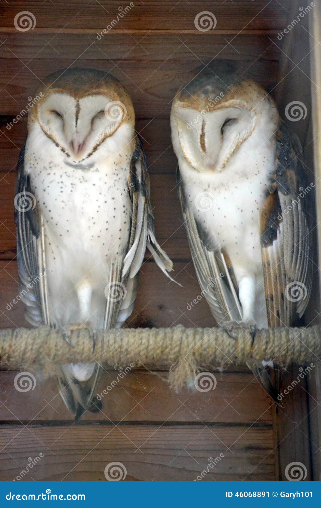 Two Barn Owls at the Zoo stock image. Image of animal - 46068891