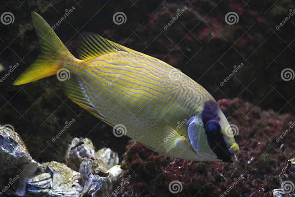 Two barred rabbitfish stock photo. Image of barred, reef - 13424008