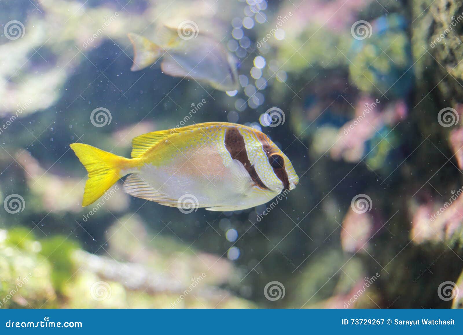 Two Barred Rabbitfish stock image. Image of head, plate - 73729267