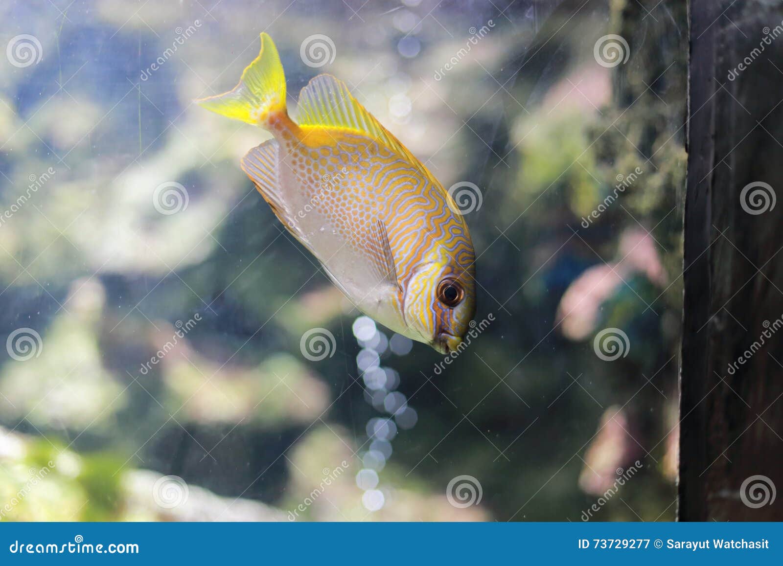 Two Barred Rabbitfish stock image. Image of oblong, west - 73729277