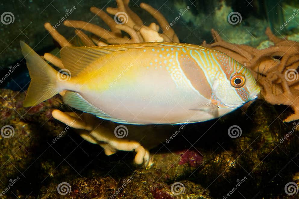 Two Barred Rabbitfish in Aquarium Stock Photo - Image of coral ...