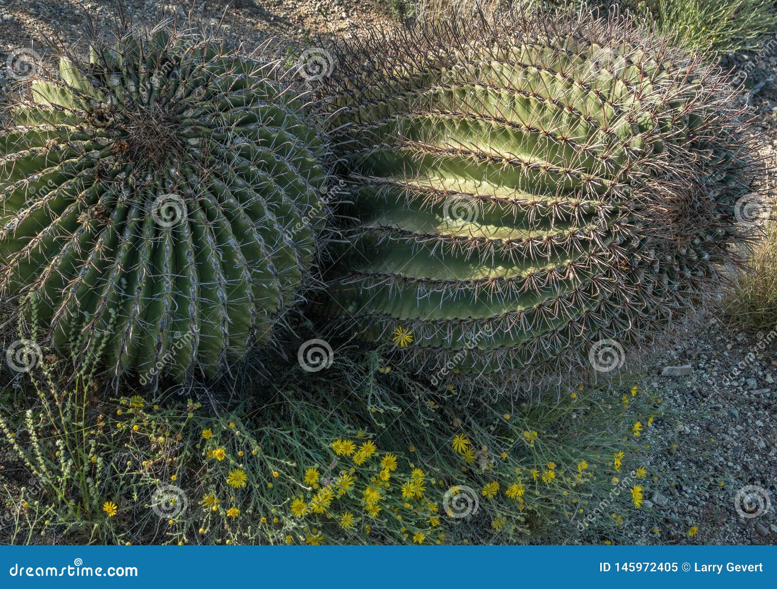 Double Barrel Cactus Plants Stock Image - Image of botany, double ...