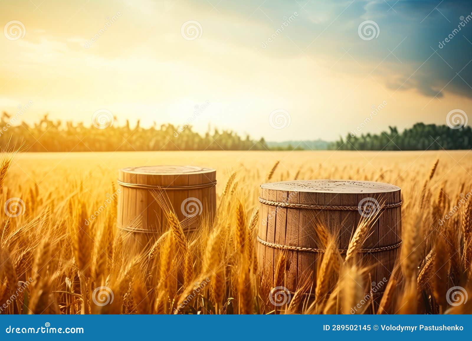 Two Barrels in Field of Wheat at Sunset or Sunrise. Generative AI Stock ...