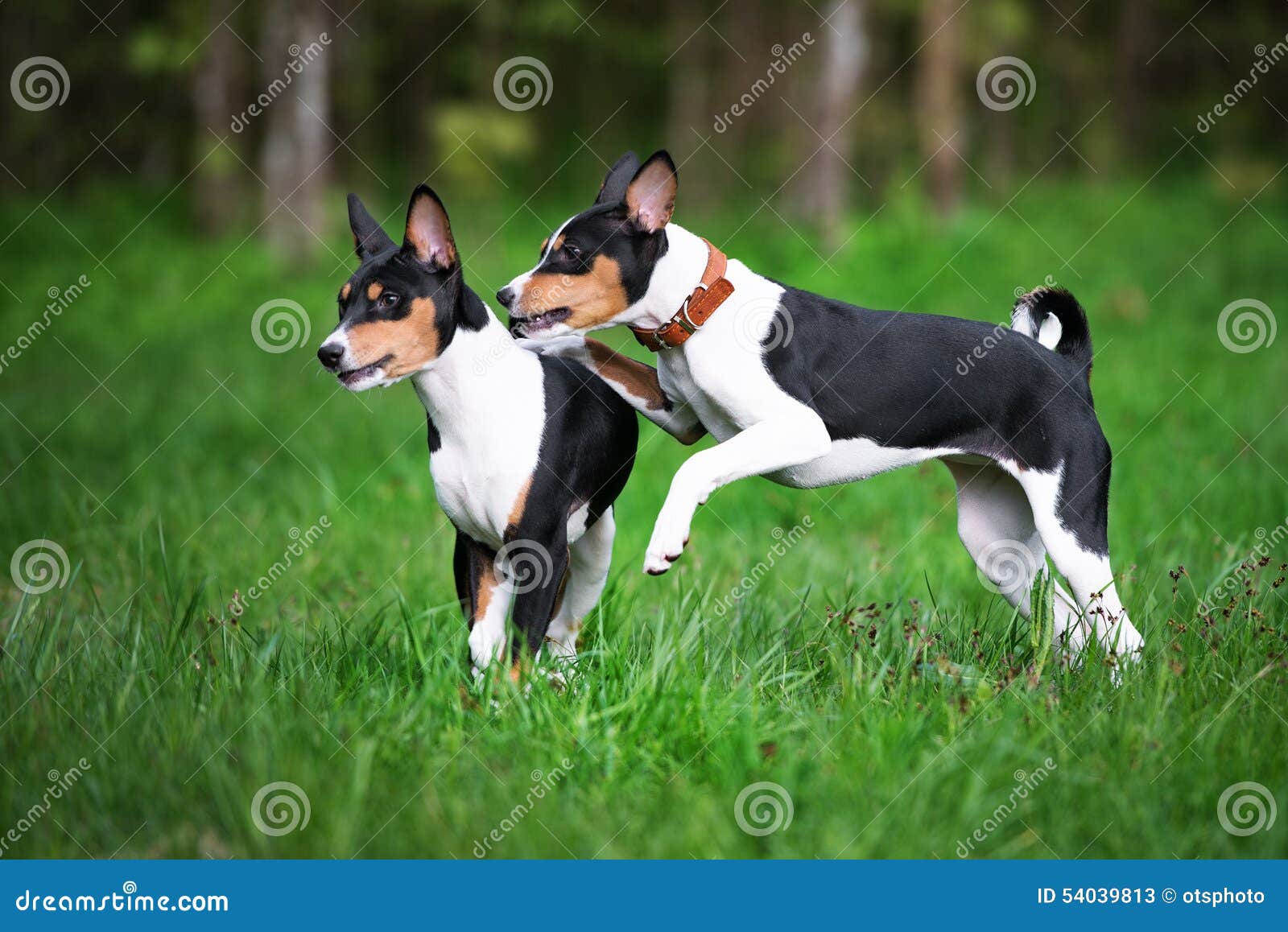 Two Basenji Puppies Playing Outdoors Stock Image - Image of active ...