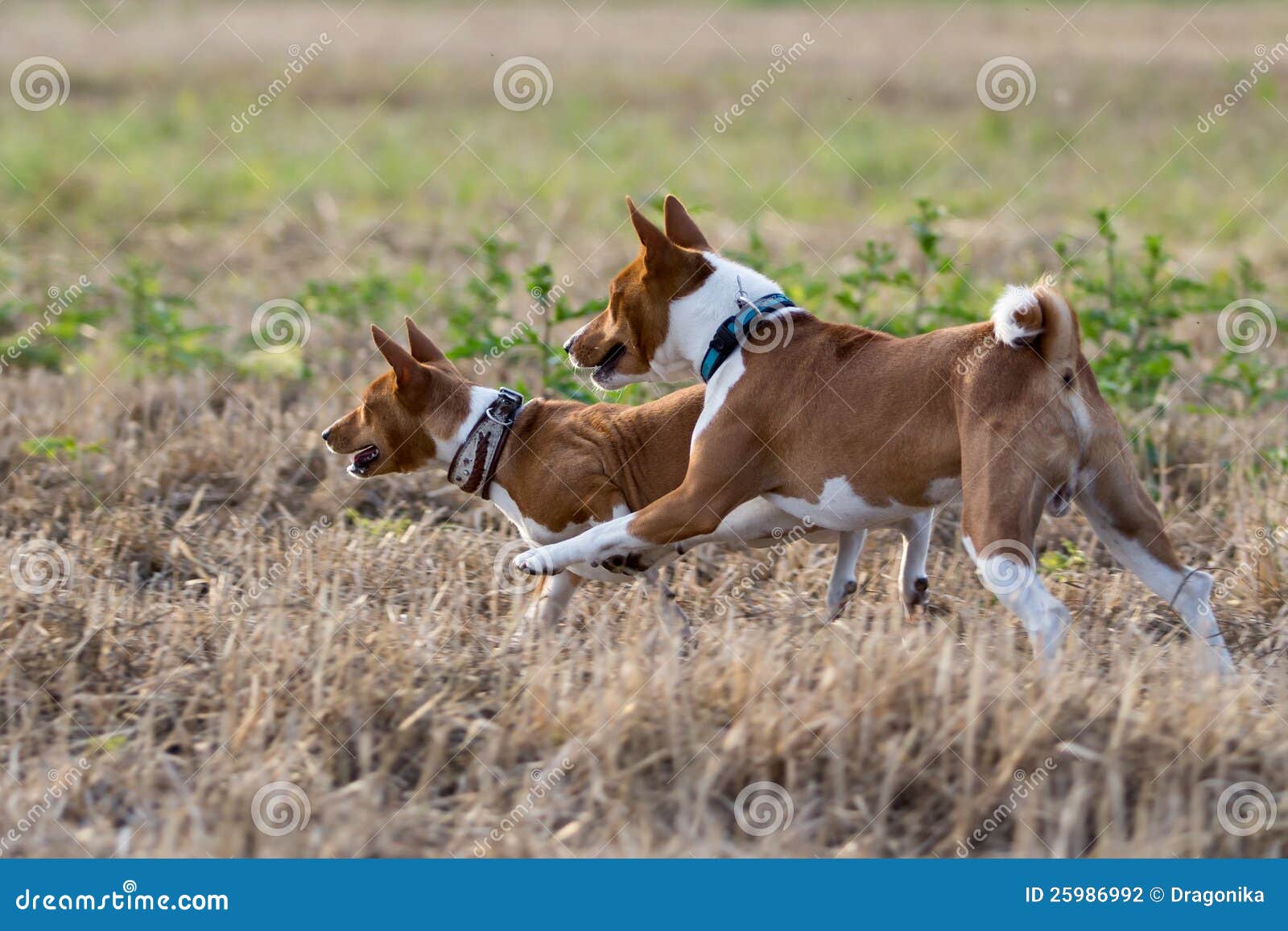 Two Basenjis dogs stock photo. Image of summer, nature - 25986992